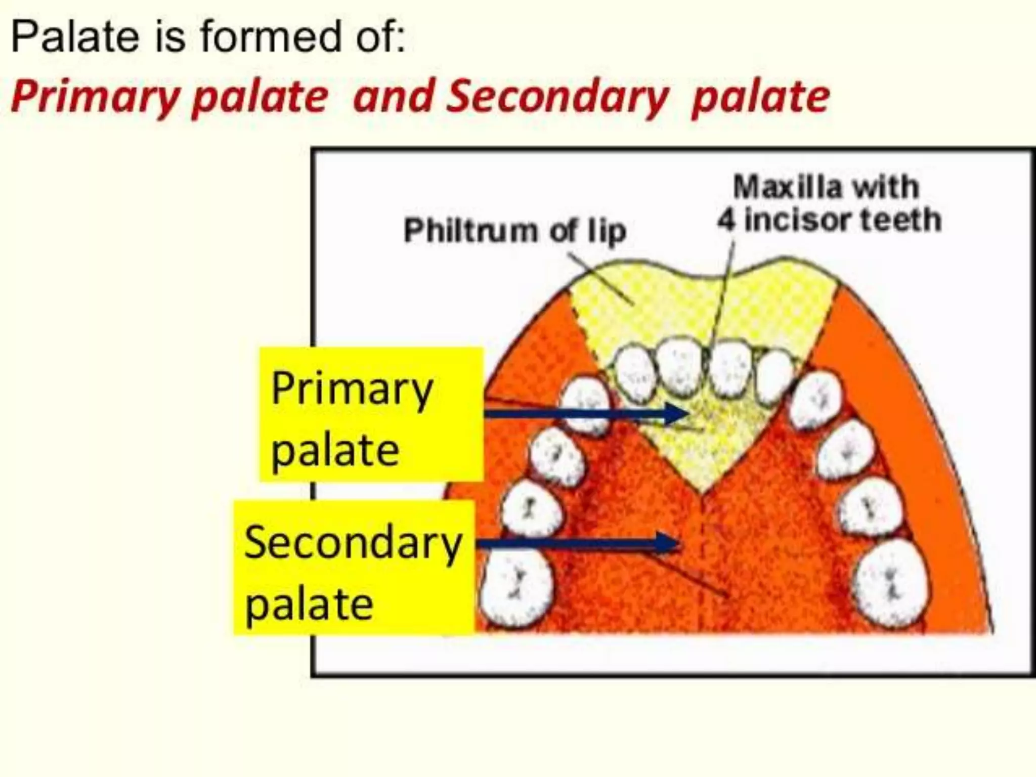 Cleft lip and Cleft palate embryology, features, and management | PPTX