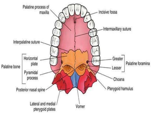 Cleft lip and Cleft palate embryology, features, and management | PPT