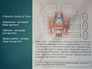 Cleft lip and cleft palate | PPT