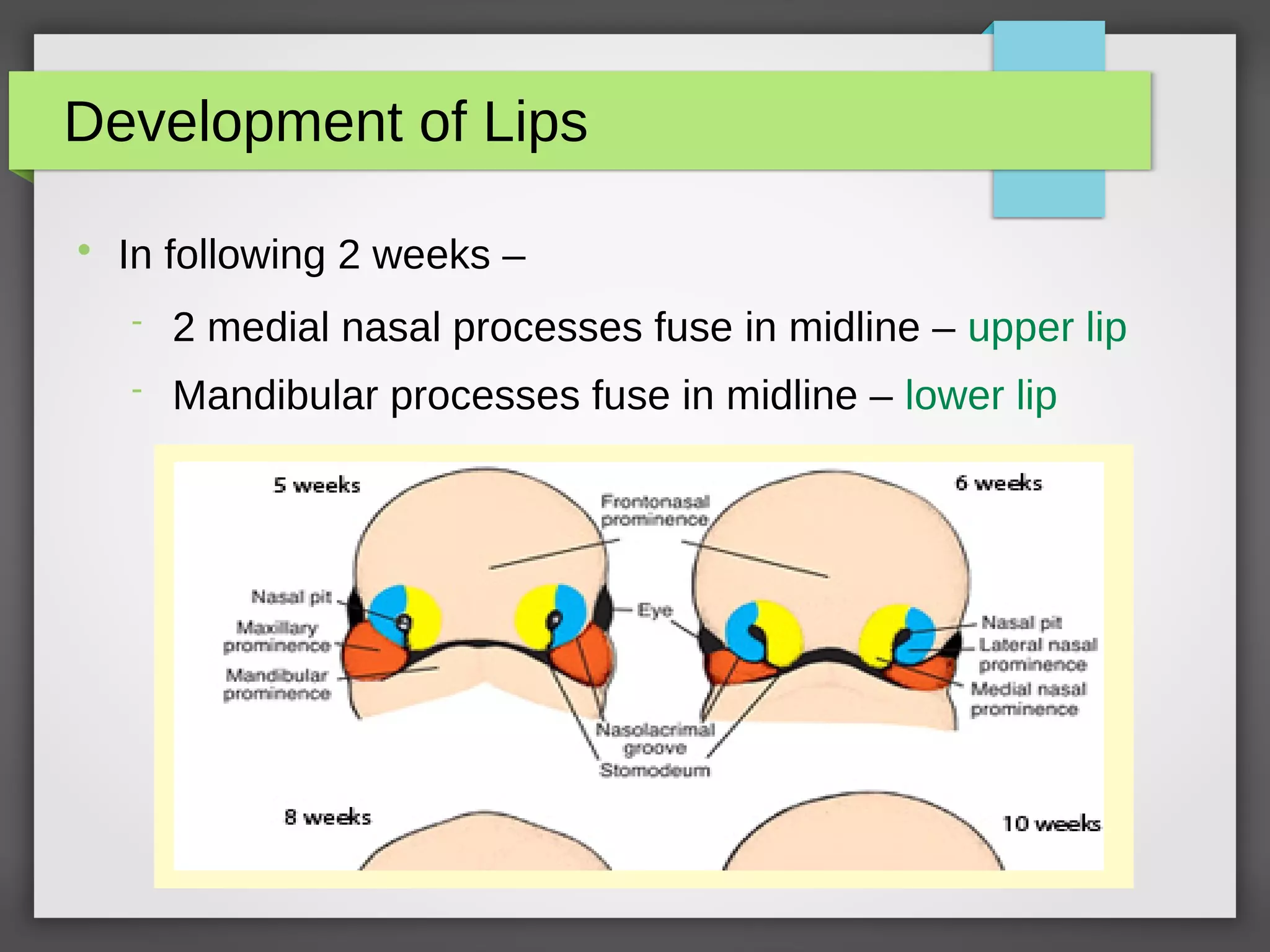 Cleft Lip and Palate | PDF