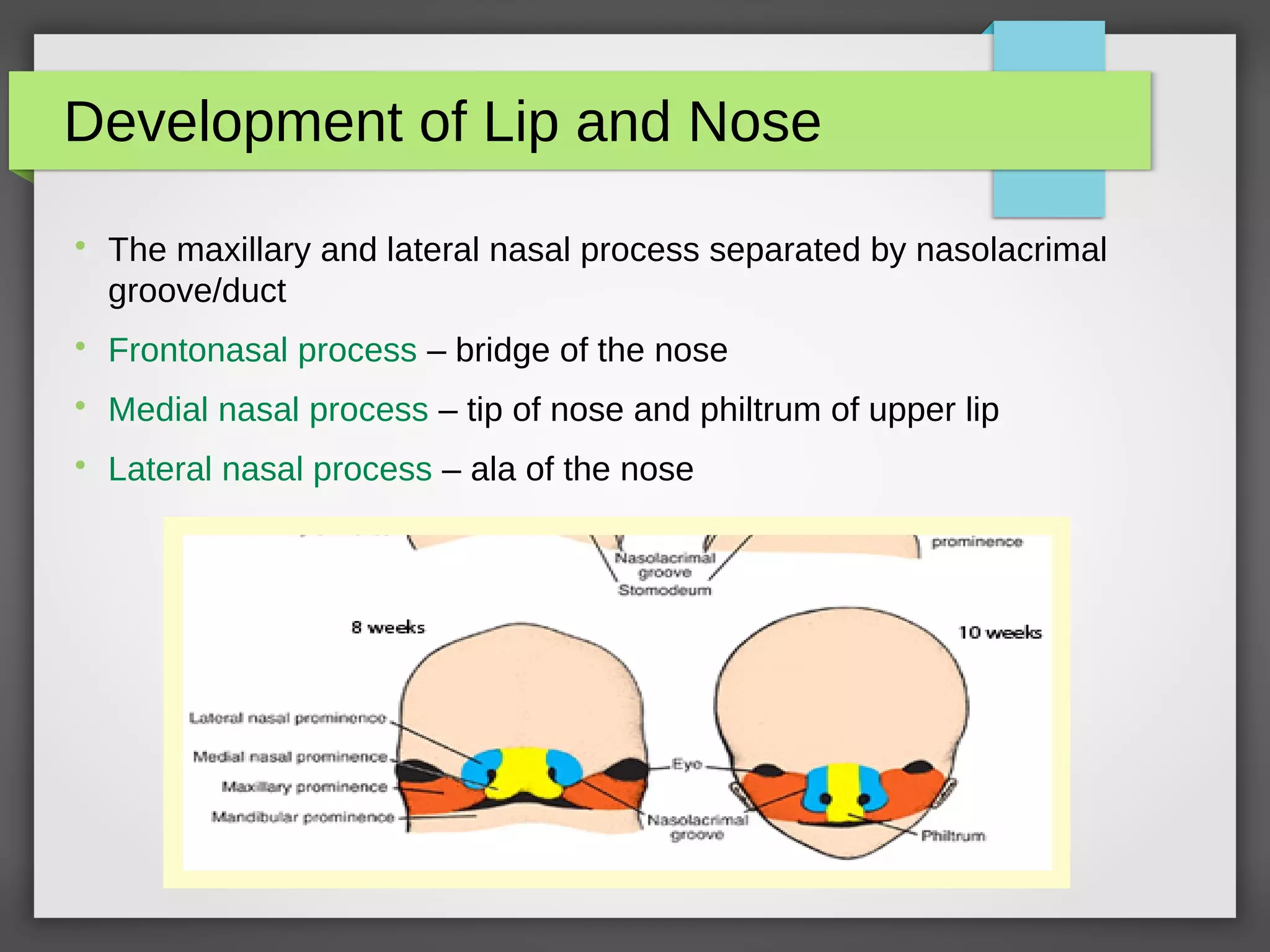 Cleft Lip and Palate | PDF