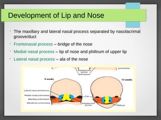 Cleft Lip and Palate | PDF