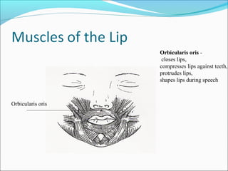 Cleft lip and palate ppt | PPT