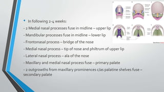 Anesthetic Management for Cleft Lip & Palate | PPTX