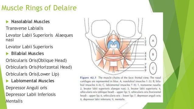 Cleft lip, Cleft palate & Spina bifida