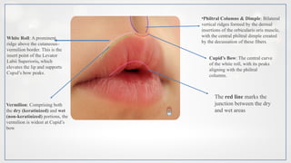 cleft lip and its management protocols.pptx
