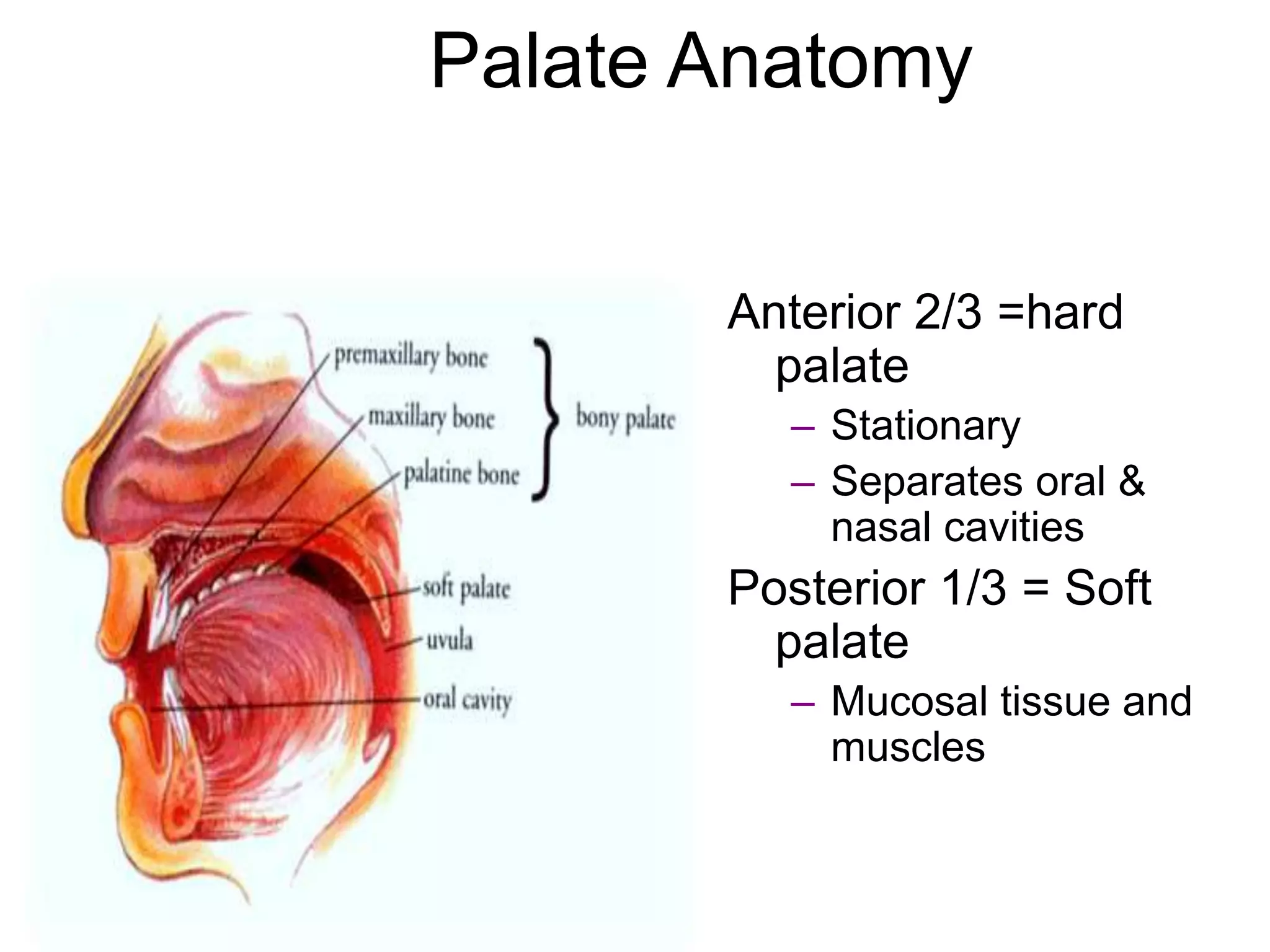 Cleft Lip & Palate KIU.pptx