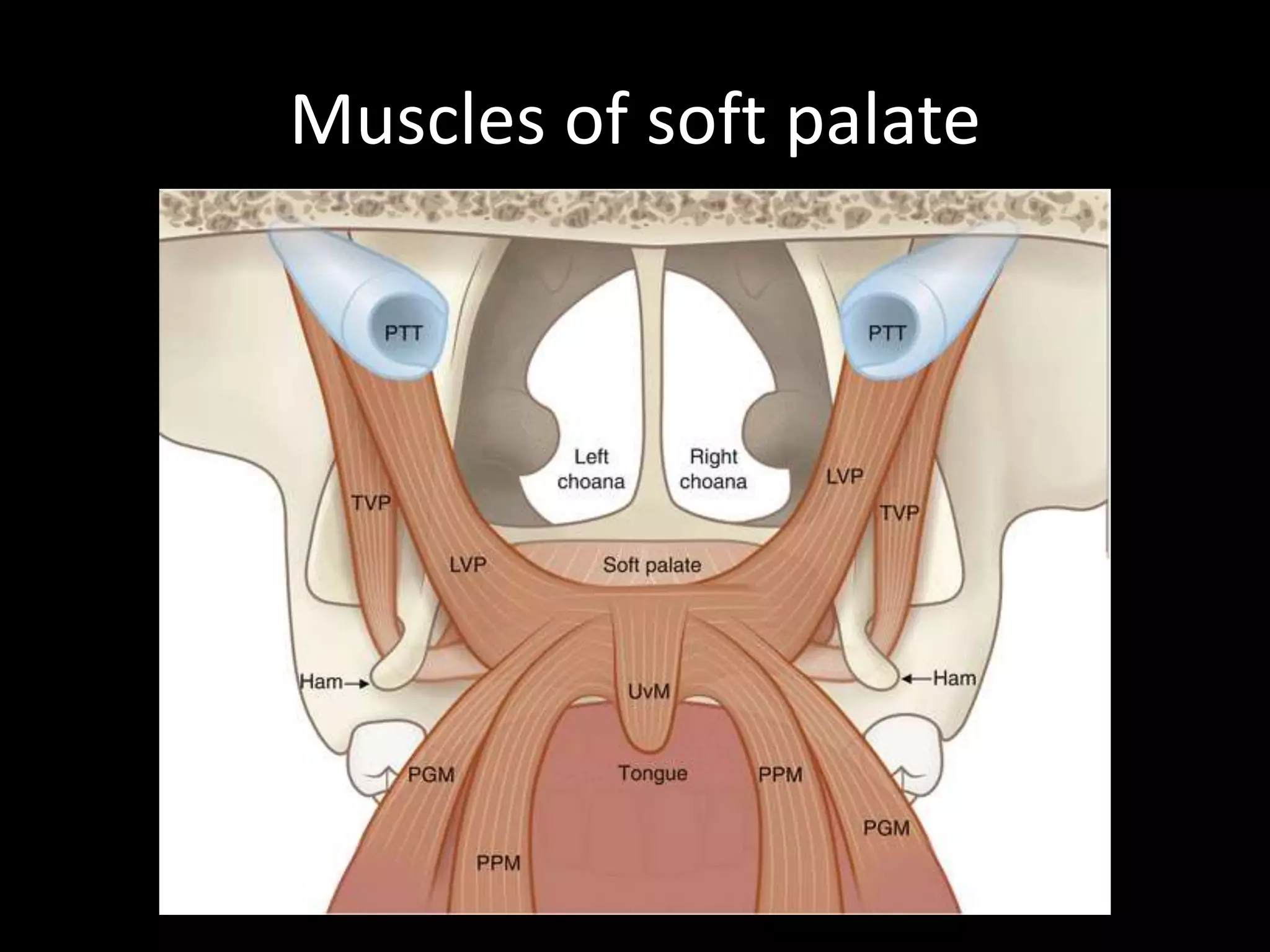 Cleft palate final.pptx