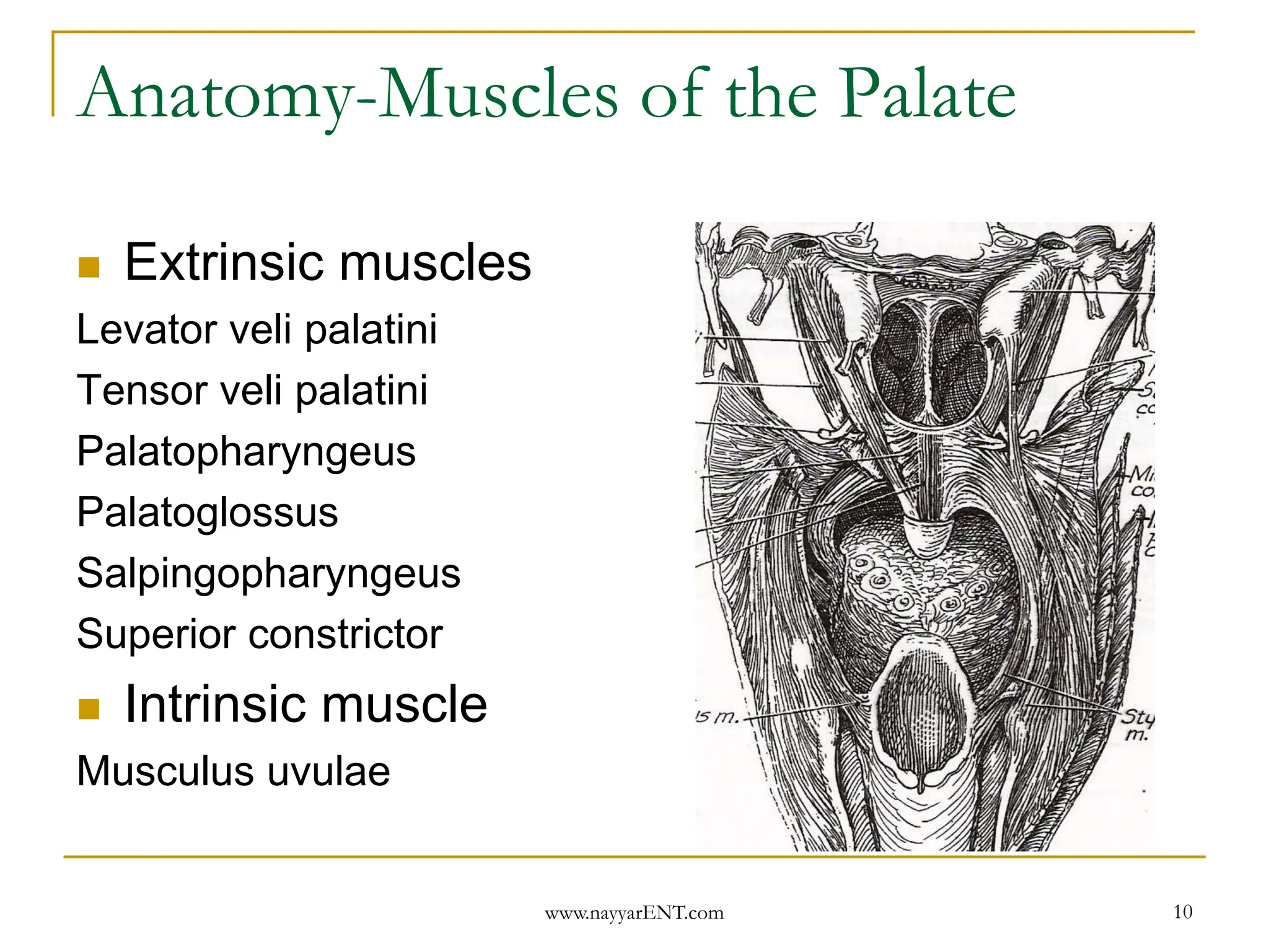 Cleft Palate Lip Bifid uvula submucosal cleft modified by Dr Nayyar.ppt