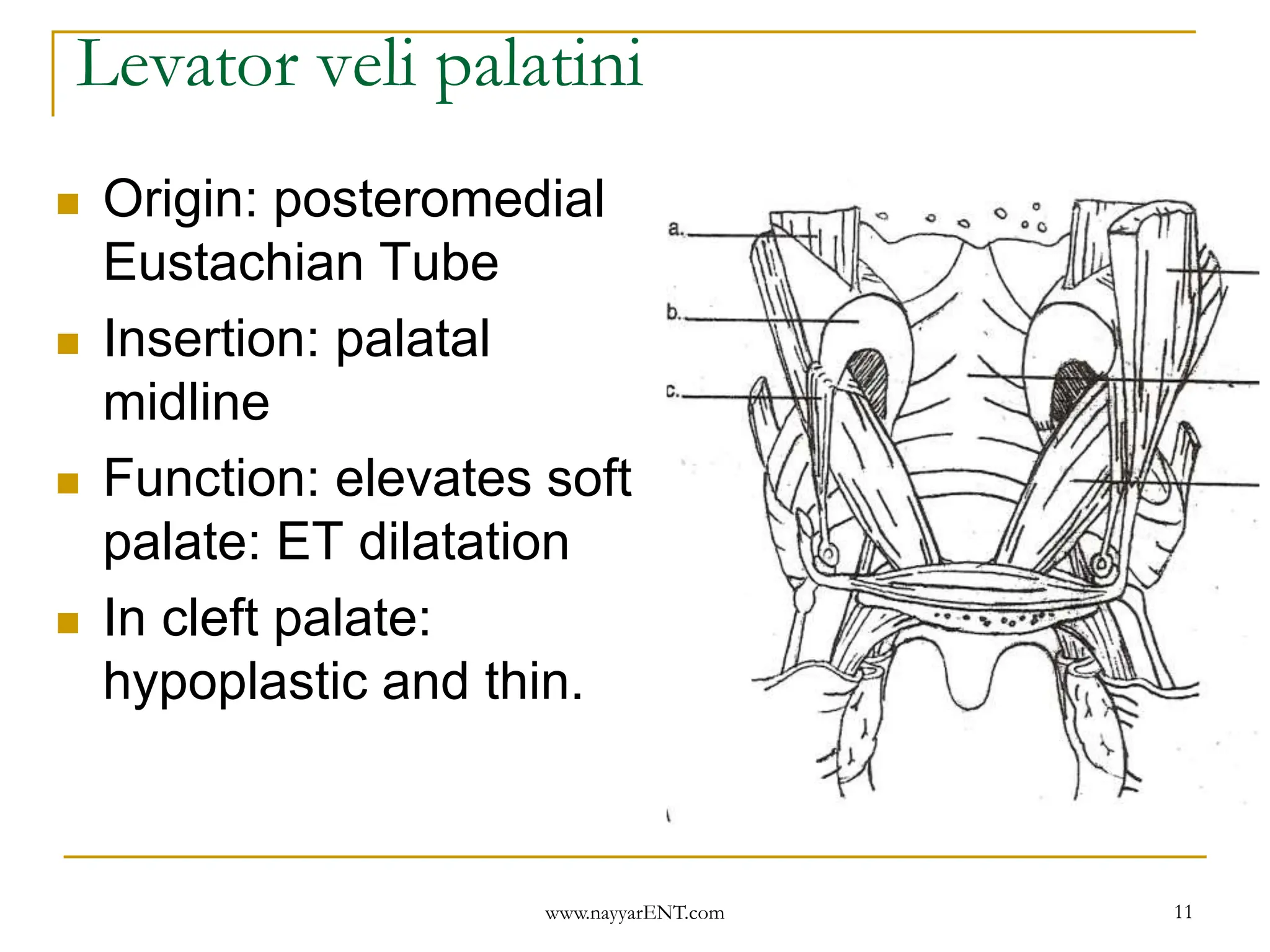 Cleft Palate Lip Bifid uvula submucosal cleft modified by Dr Nayyar.ppt