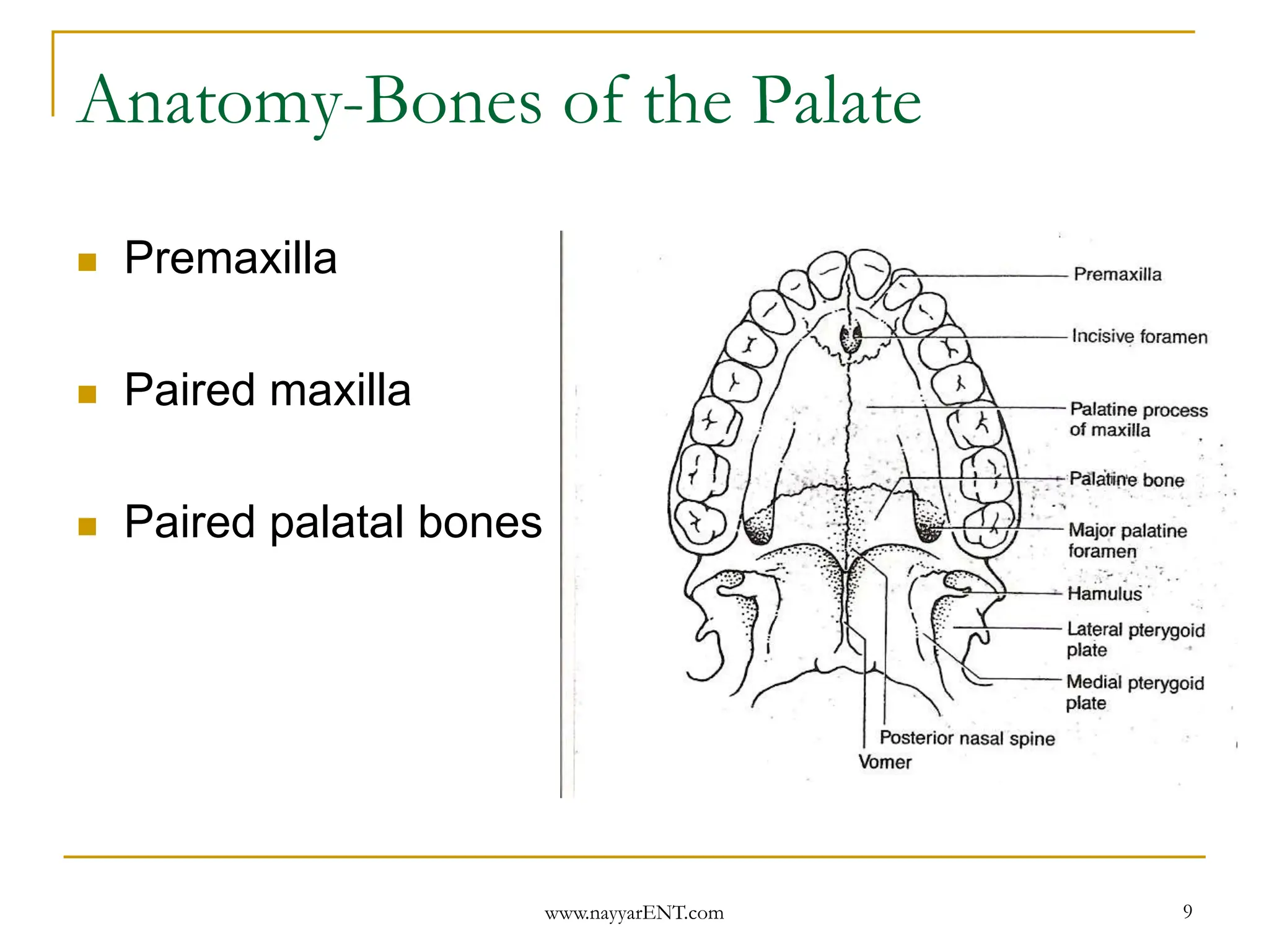 Cleft Palate Lip Bifid uvula submucosal cleft modified by Dr Nayyar.ppt