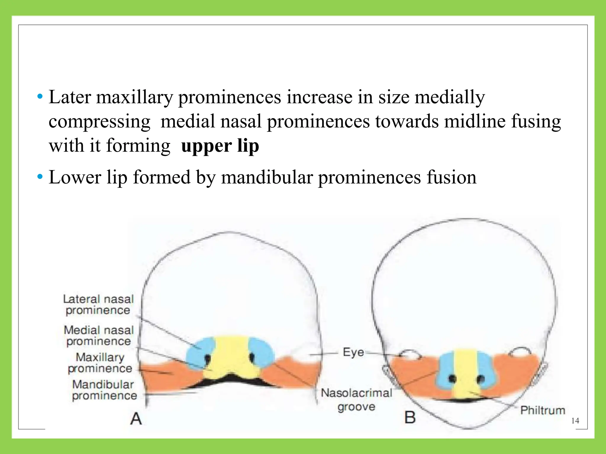 cleft lip and Cleft Palate Rehabilitation | PPTX