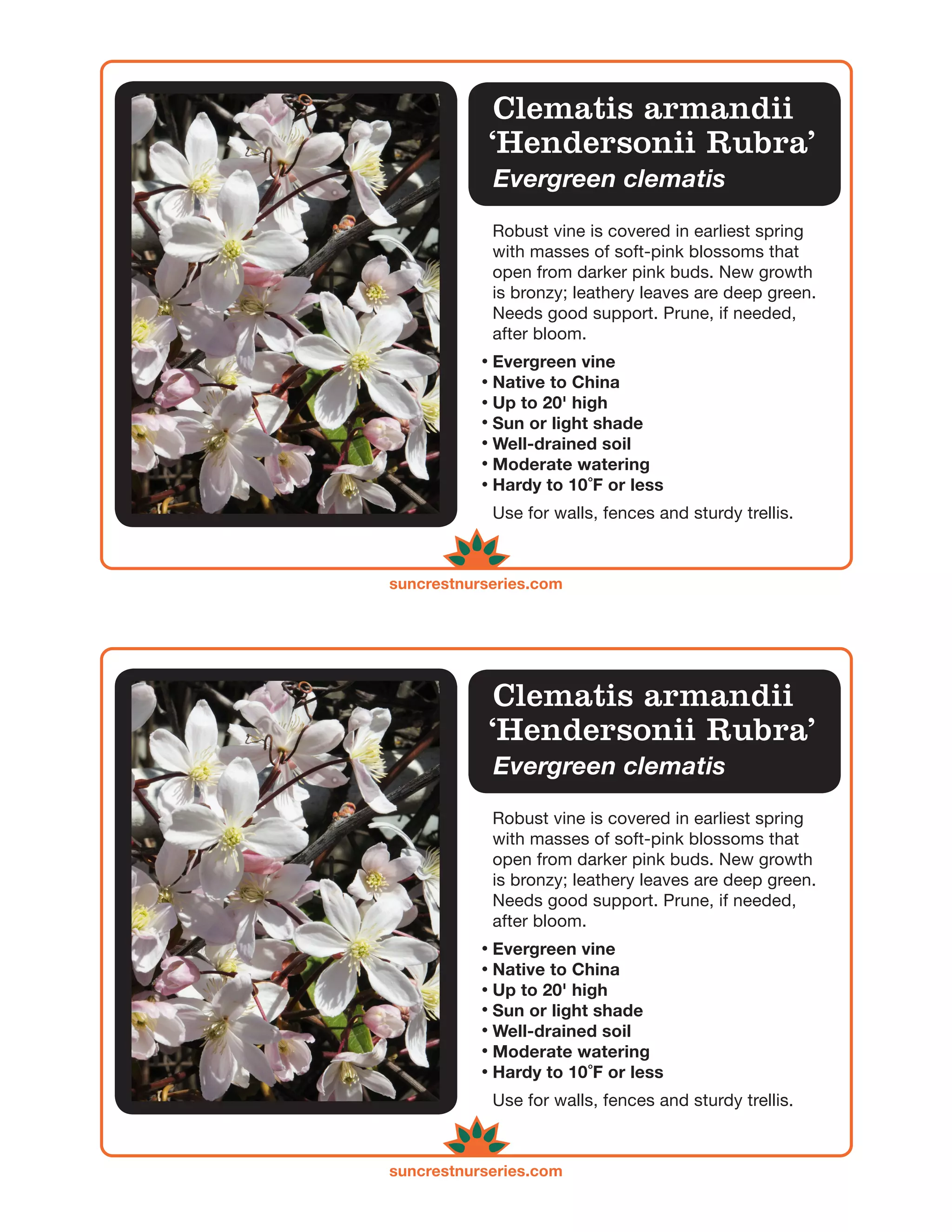 Clematis armandii 'hendersonii rubra' label | PDF