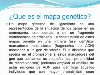 mapa genético | PPTX