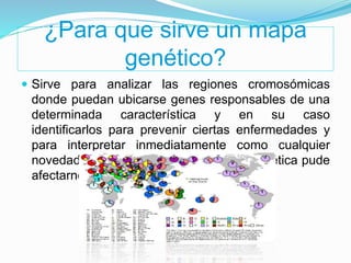 mapa genético | PPTX