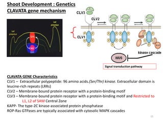 Cle peptides the power of moving around | PPTX | Biological Sciences ...