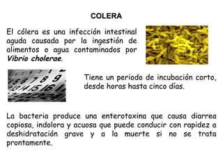 CÓLERA.ppt. diapositiva de medicina interna. | PPT