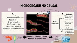 Còlera en niños.pdf. que es su patologia y prevencion | PDF