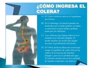 Cólera epidemiología | PPT