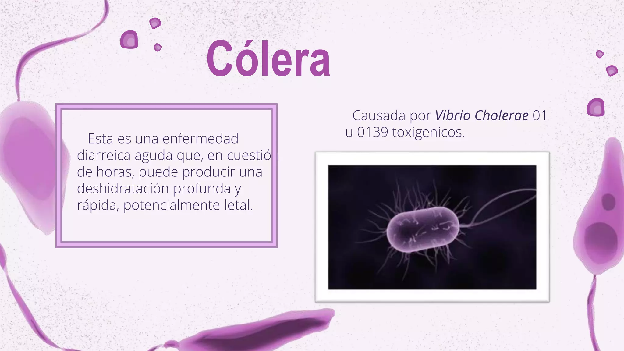 Cólera ppt (1) (1).pptx