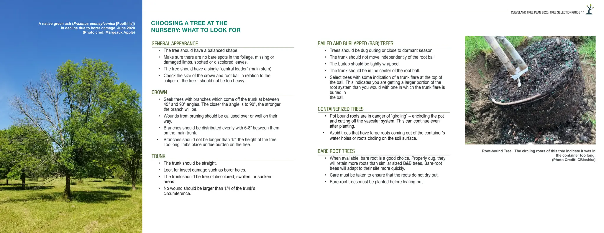 Cleveland Tree Plan Tree Selection Guide | PPT