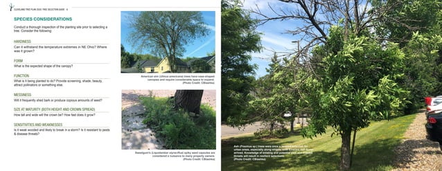 Cleveland Tree Plan Tree Selection Guide | PPT