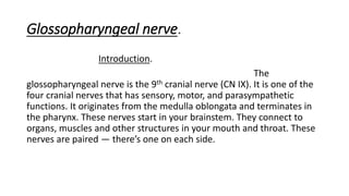 Clever NSHUTI . glossopharyngeal nerve.pptx