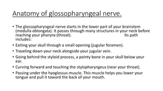 Clever NSHUTI . glossopharyngeal nerve.pptx