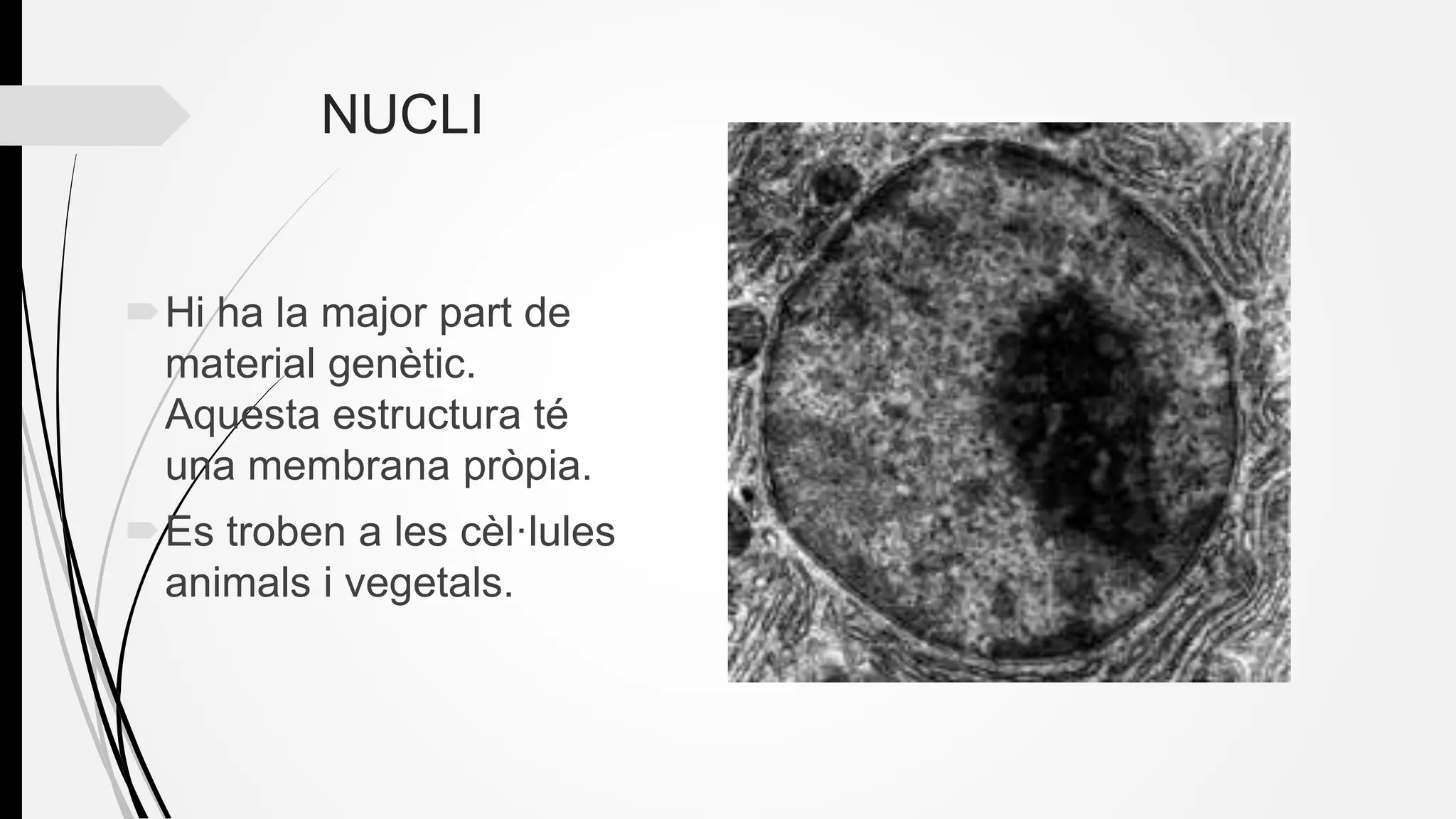 Orgànuls i les seves funcions. Cèlia Torras | PPT