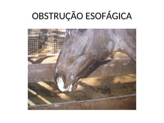 Sistema digestivo equino esofago e outro | PPT
