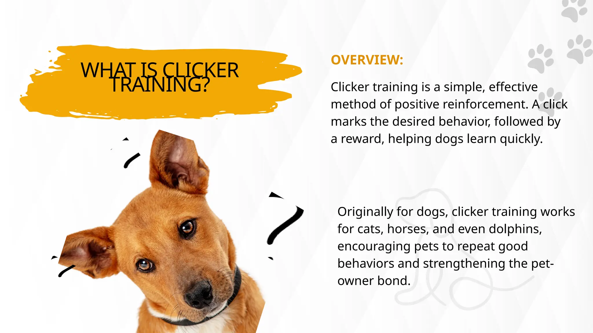 Clicker Training for Dogs: Transforming Behavior with Positive ...