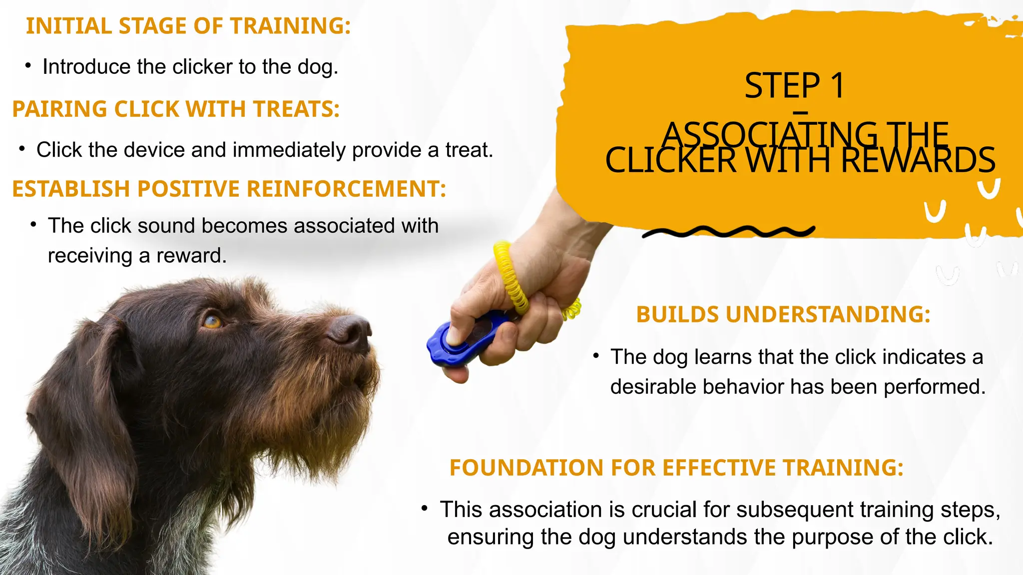 Clicker Training for Dogs: Transforming Behavior with Positive ...