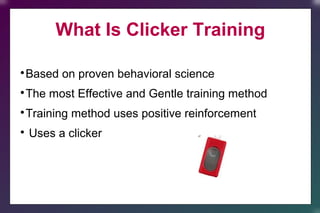 Clicker Training Horses | PPT