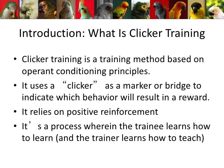 Behavior Workshop Clicker Training For Parrots