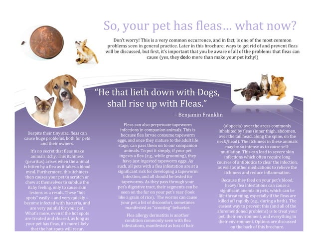 Client Handout - Fleas | DOCX