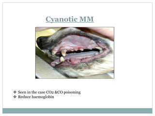 Client oriented approach for physical examination of animals | PPTX