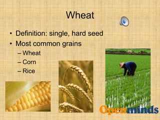 Clil scuola secondaria- i cereali | PPT