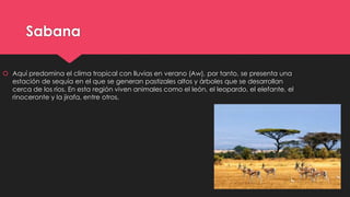 Climas y regiones naturales | PPTX