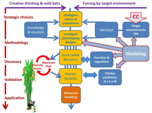Approaches to predict CC impact and devise breeding based strategies | PPT