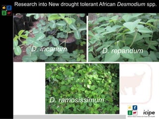 Climate smart push-pull a conservation agriculture technology for food ...