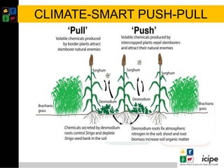 Climate smart push-pull a conservation agriculture technology for food ...