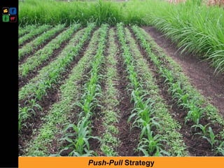 Climate smart push-pull a conservation agriculture technology for food ...