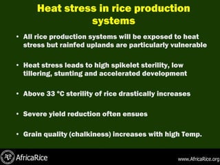 Climate change: Impacts and strategies on rice production in Africa | PPT