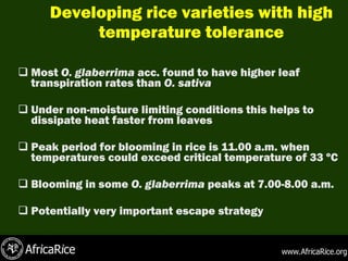 Climate change: Impacts and strategies on rice production in Africa | PPT