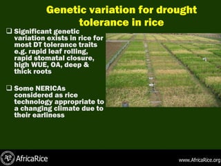 Climate change: Impacts and strategies on rice production in Africa | PPT