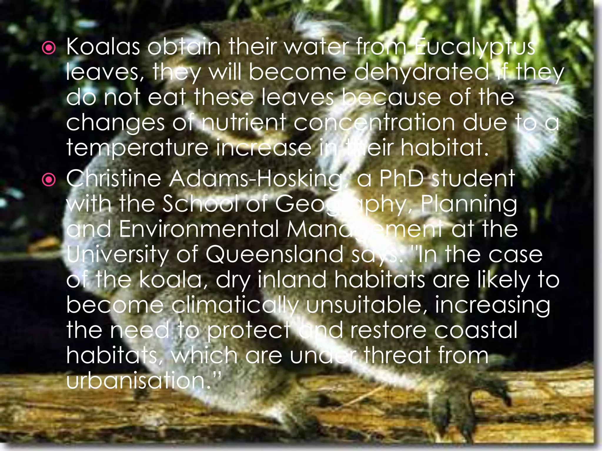 Climate adaptation project: Koala | PPTX