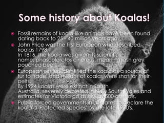 Climate adaptation project: Koala | PPTX