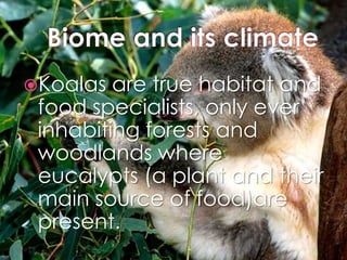 Climate adaptation project: Koala | PPT