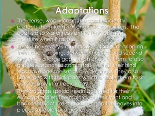 Climate adaptation project: Koala | PPT