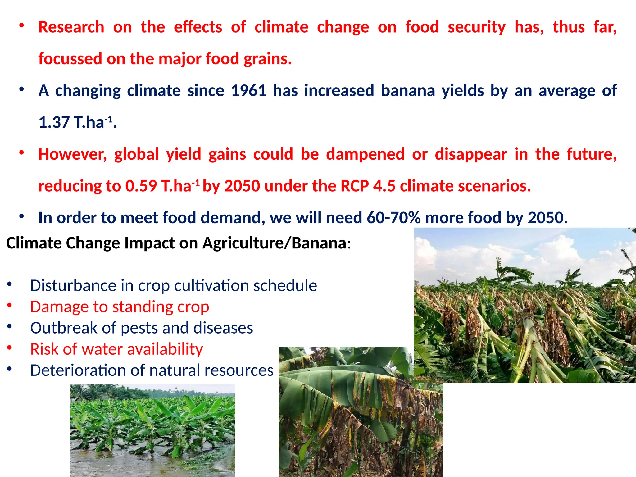 Effect of Climate change on banana production.pptx